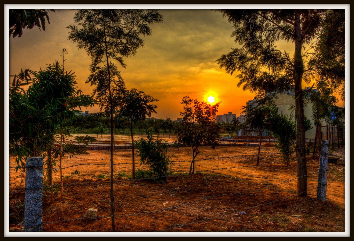 The Traveller: Madiwala Lake, cranes, herons and swamphens