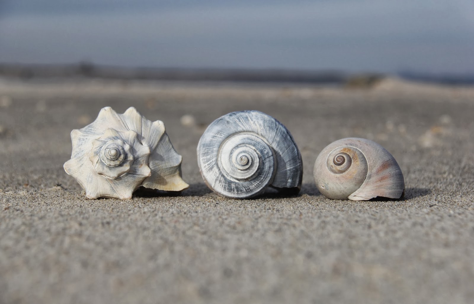 Nature on the Edge of New York City: Wild Knobbed Whelks Wash Up on a ...