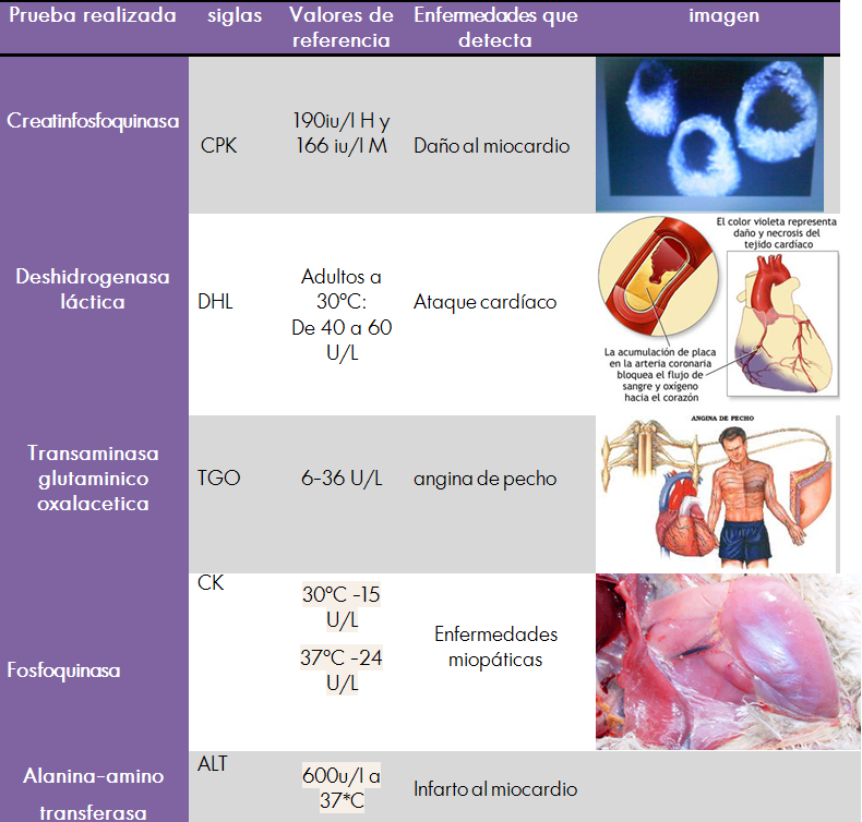 Pruebas para la valoración del metabolismo: Perfil cardiaco