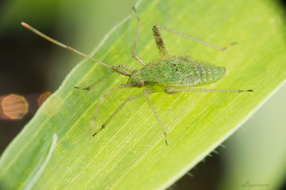 MACREANDO: Miridae sp.