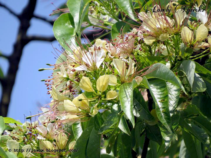 Native Plants Of The Philippines Worldatlascom
