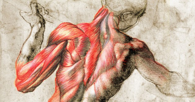 El Rincón de Galeno : 1. Anatomía y sus generalidades