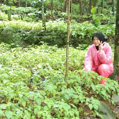 Ade UFi: Manfaat Daun Pohpohan Sumber Pangan dari Hutan