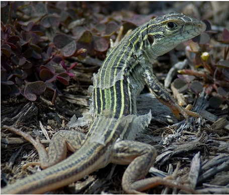 Cool Facts - Lizards