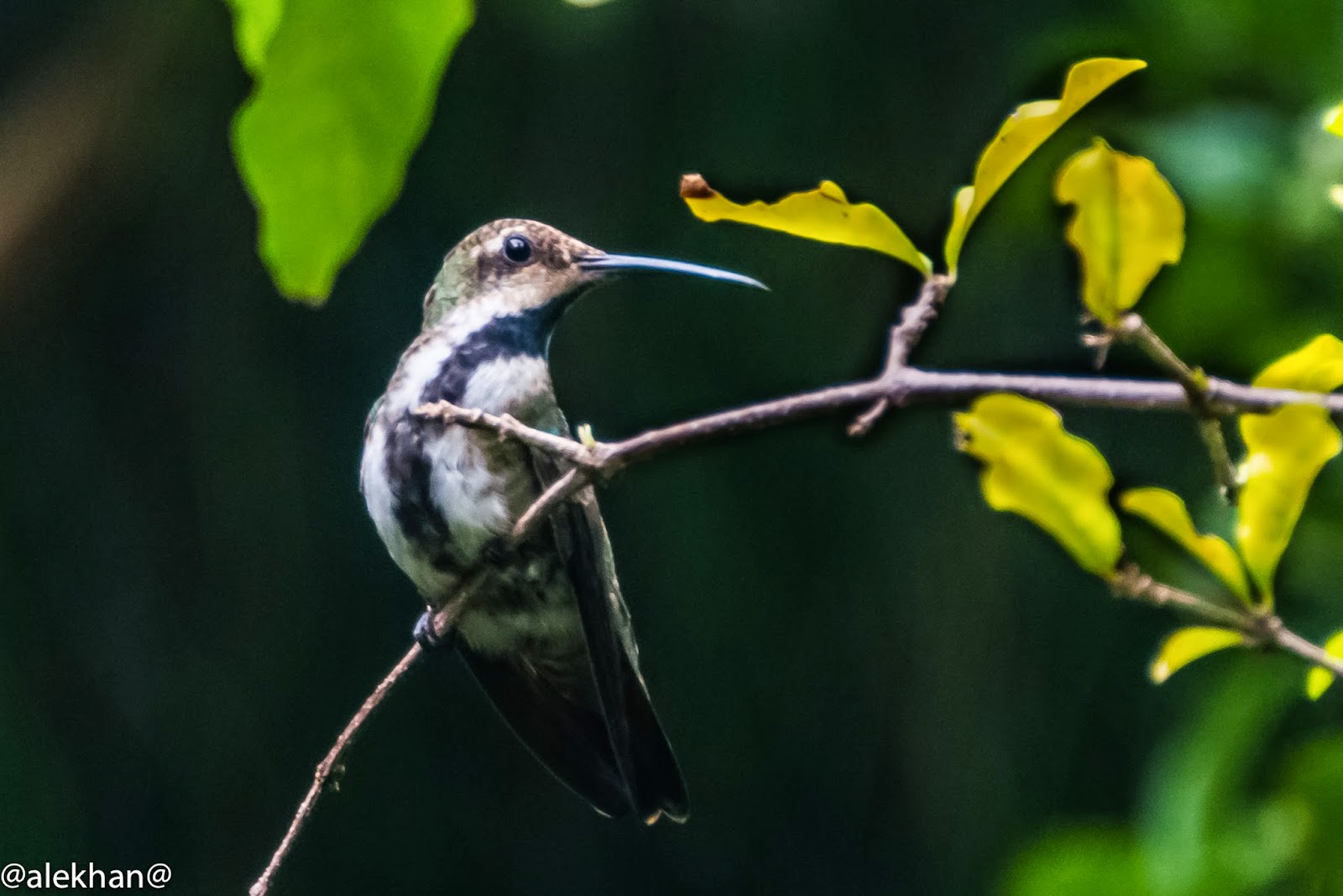Pájaros, Pajarracos: Picaflor de vientre negro (Anthracothorax ...