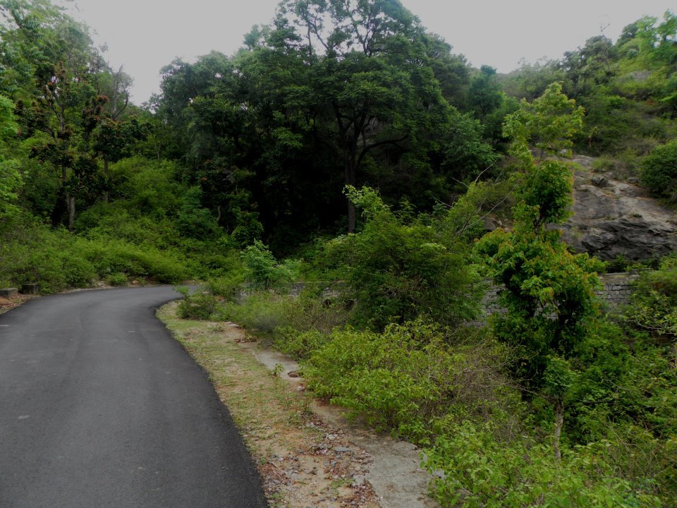 Tamilnadu Tourism: Javadi Hills, Thiruvannamalai