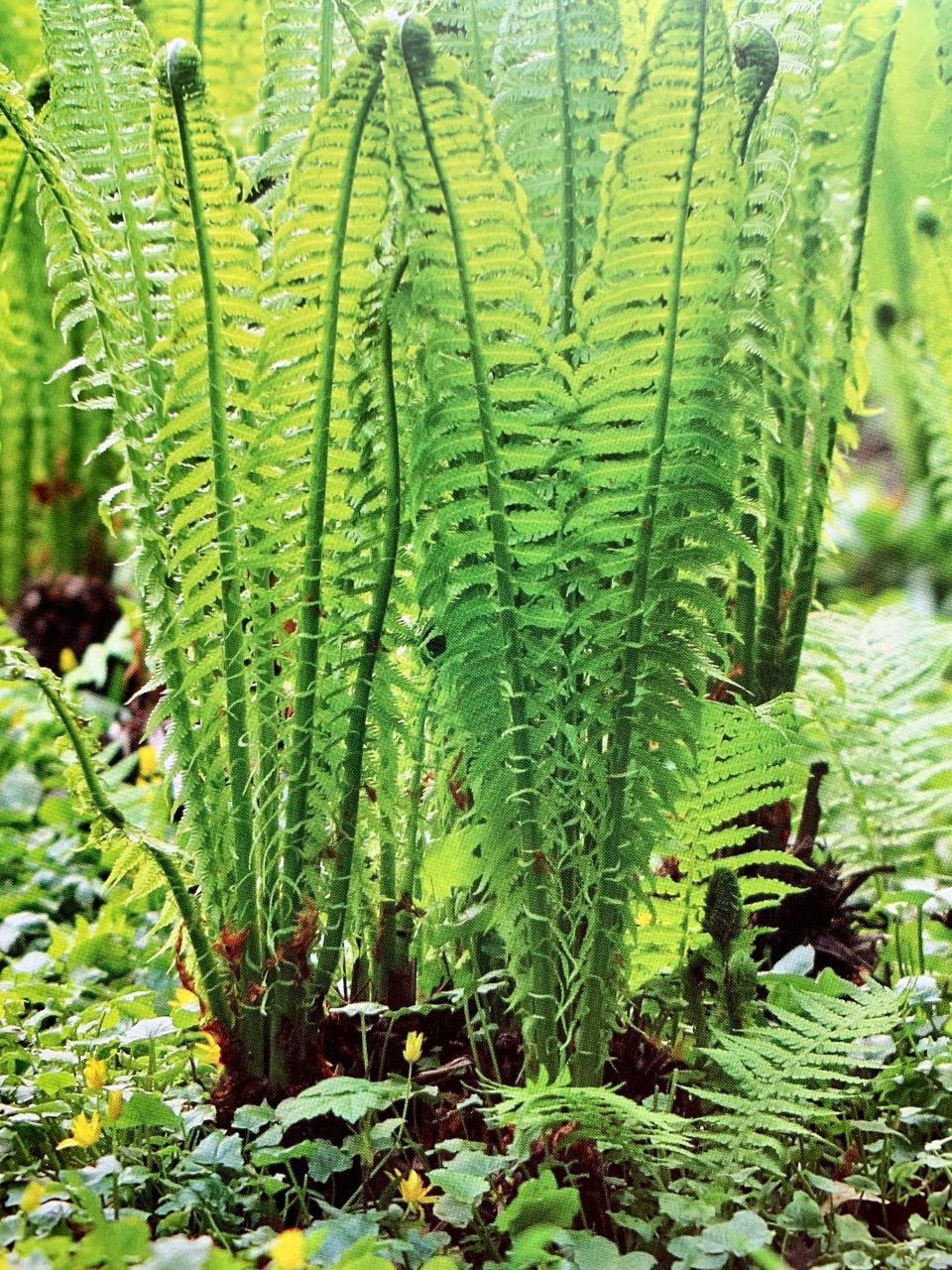 The Complete Book of Ferns Giveaway | My WAHM Plan