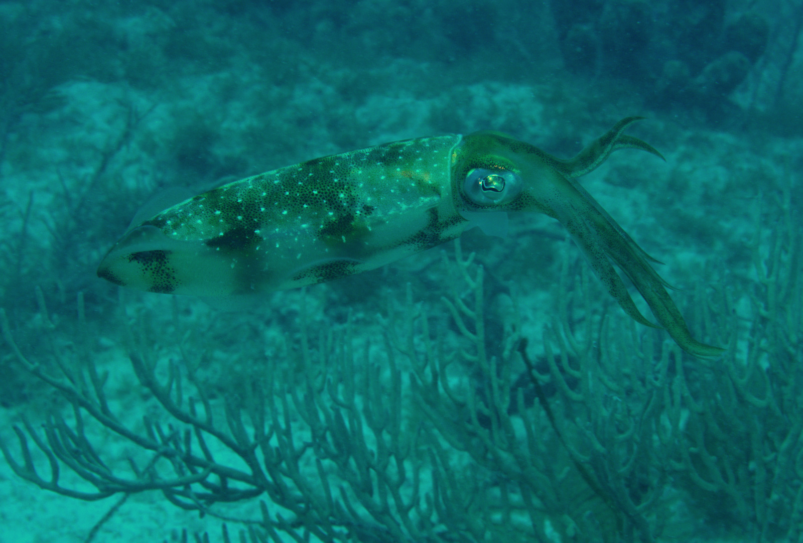 The Best of Underpressure Photography: Flying Squid & Berry's Stubby ...