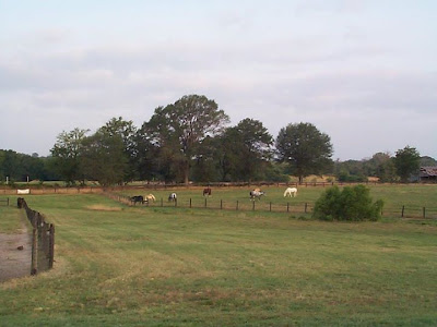 Shadow Ranch Therapeutic Riding Center: About Us