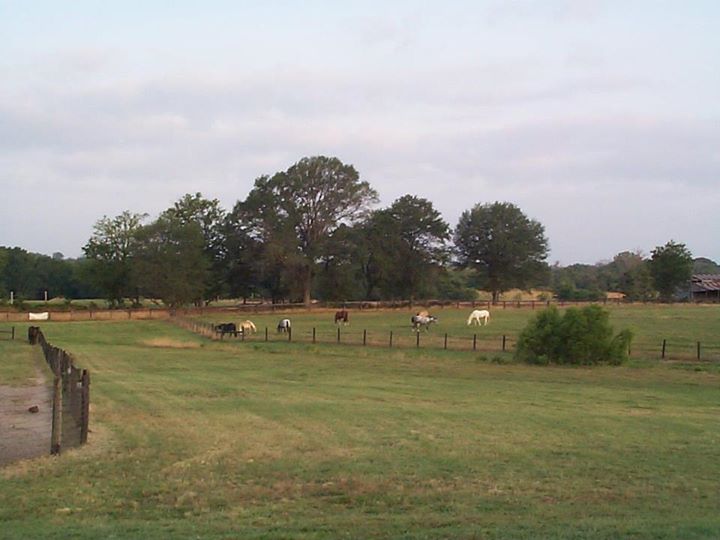 Shadow Ranch Therapeutic Riding Center: About Us