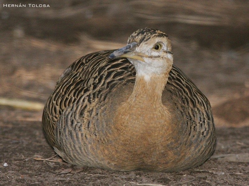 Aves de Argentina: Colorada (Rhynchotus rufescens)