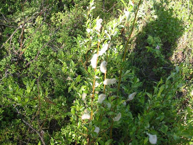 Off-Grid in Alaska: June 2013