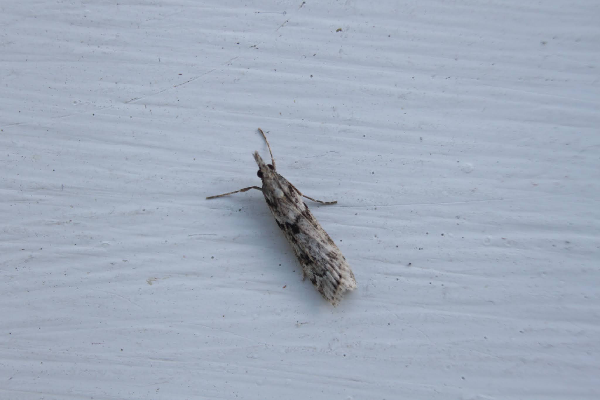 Non-Stop Birding: Deep Winter Moths at Beddington Farmlands