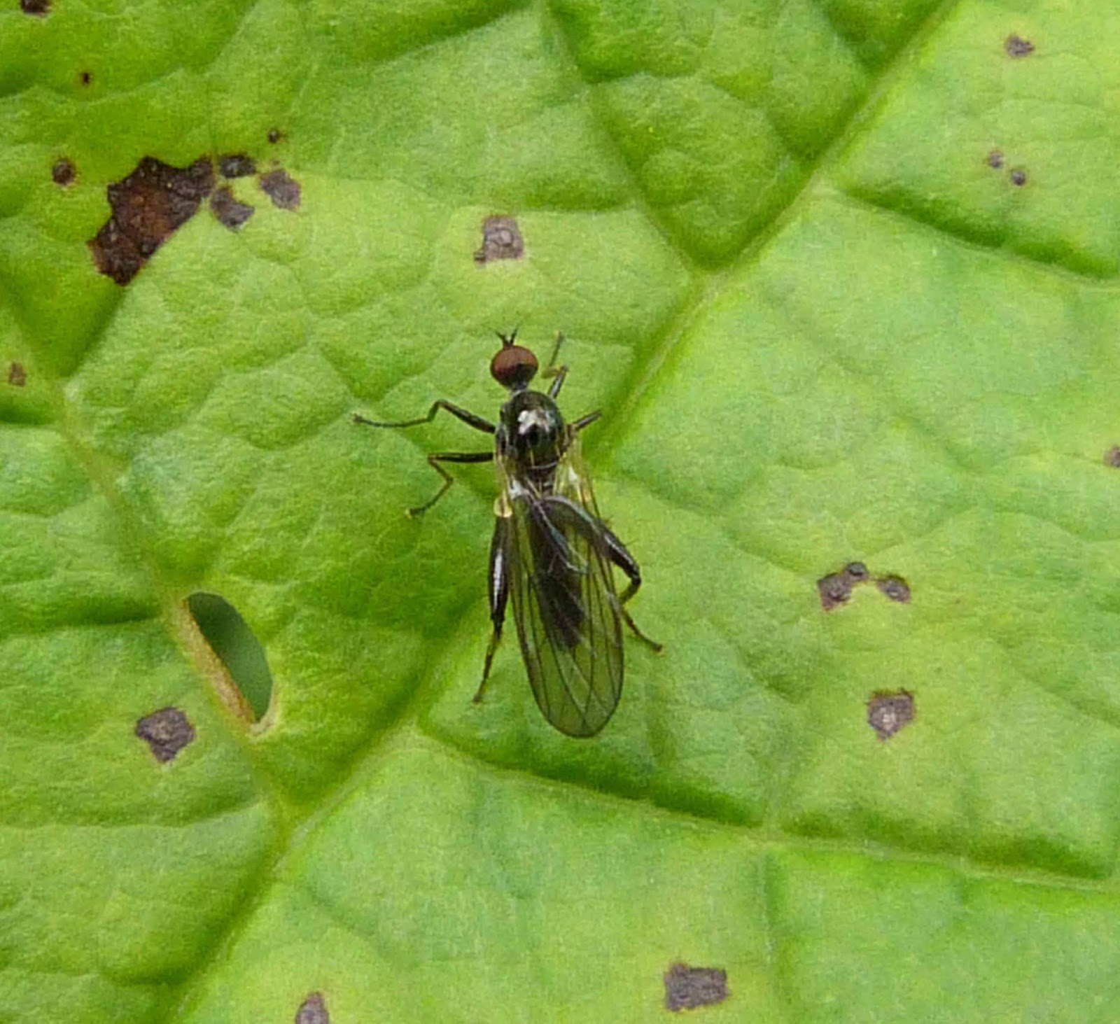 Insects of Scotland: Dance/Dagger Flies