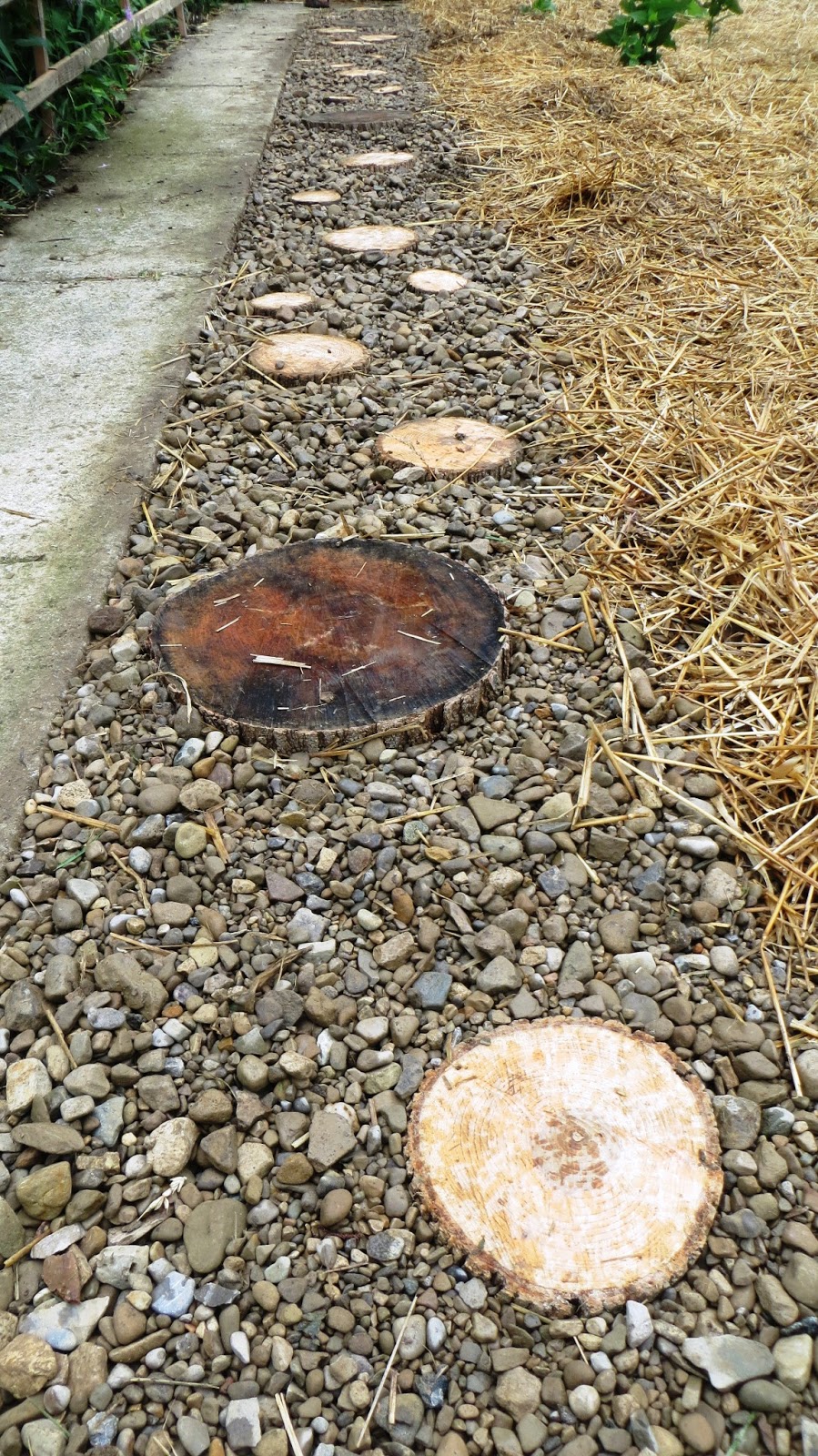 the common milkweed: Tree Cookie Path and Scrap-Wood Fence