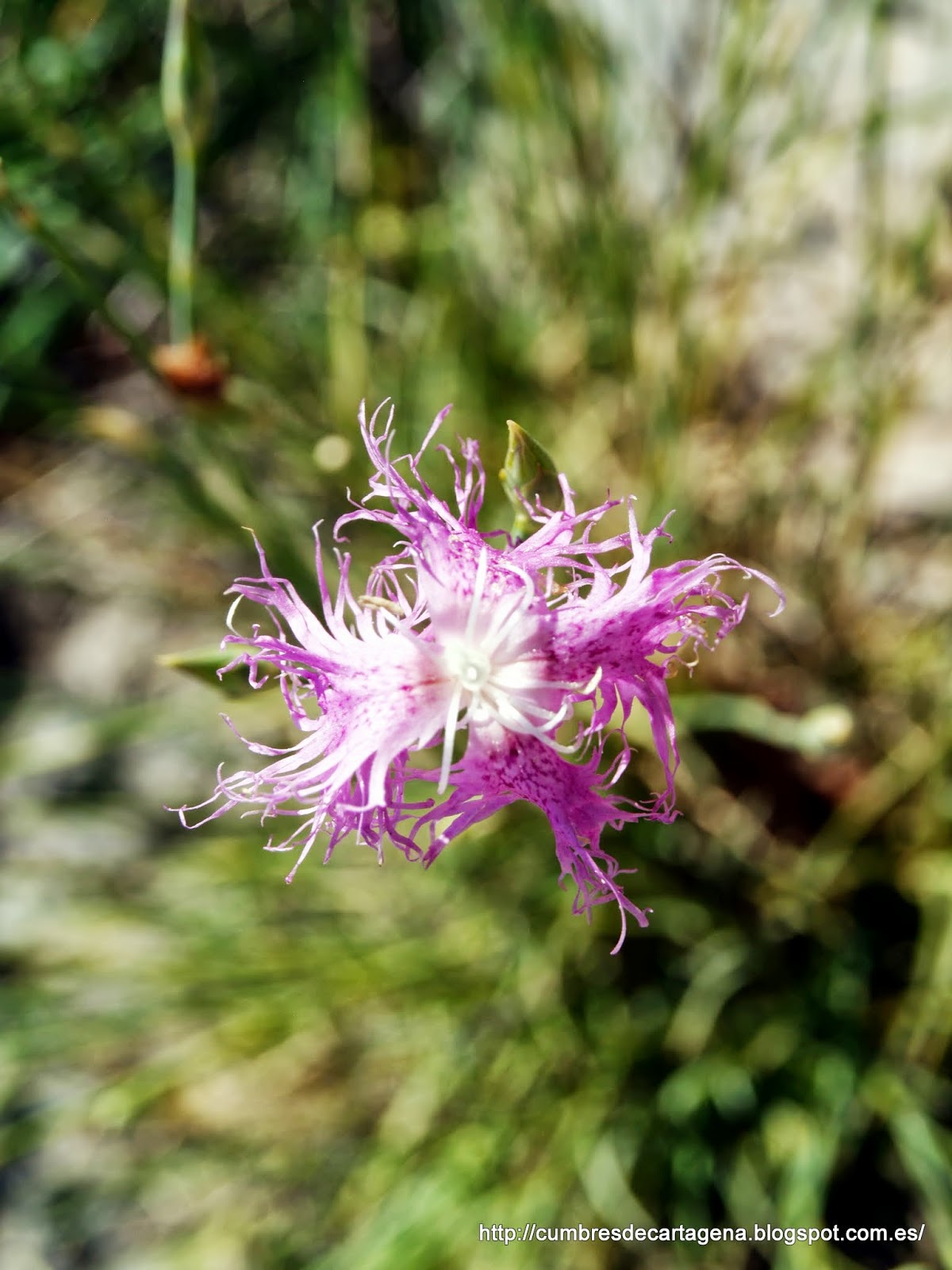 ^ CUMBRES DE CARTAGENA: SENDERISMO ^: Clavellina (Dianthus broteri)