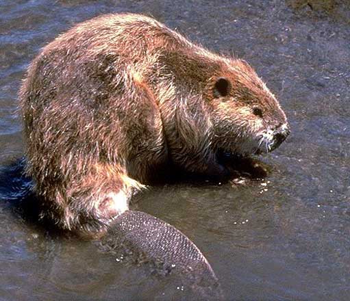 Marubricabrac: Castor