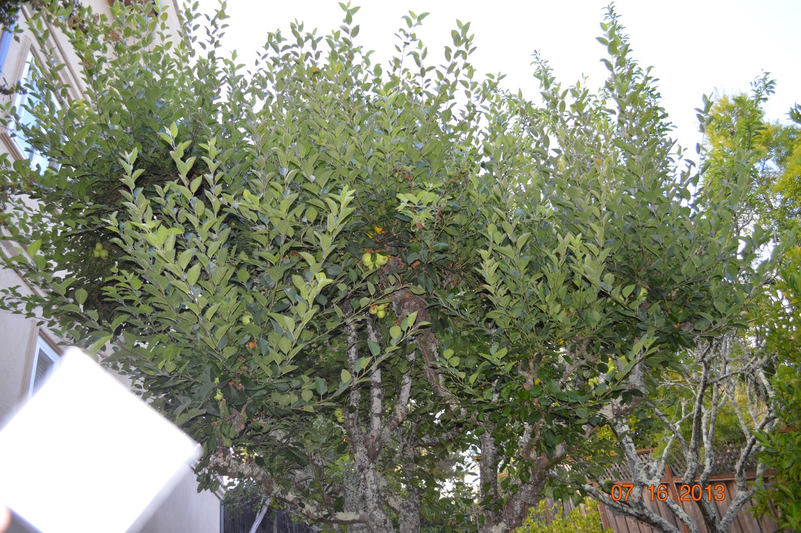 AP Biology Diversity of Life Project : Diversity of Life Project APBIO 2013