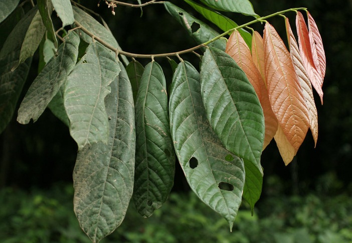 Theobroma: Biología de la planta de Cacao