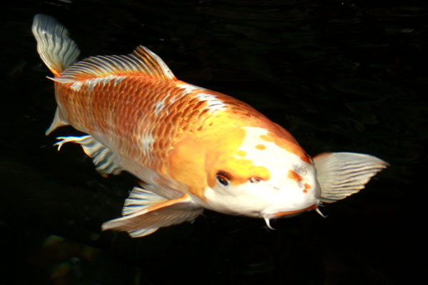 Pike Place Photo: Fat Fish at Swanson's Nursery