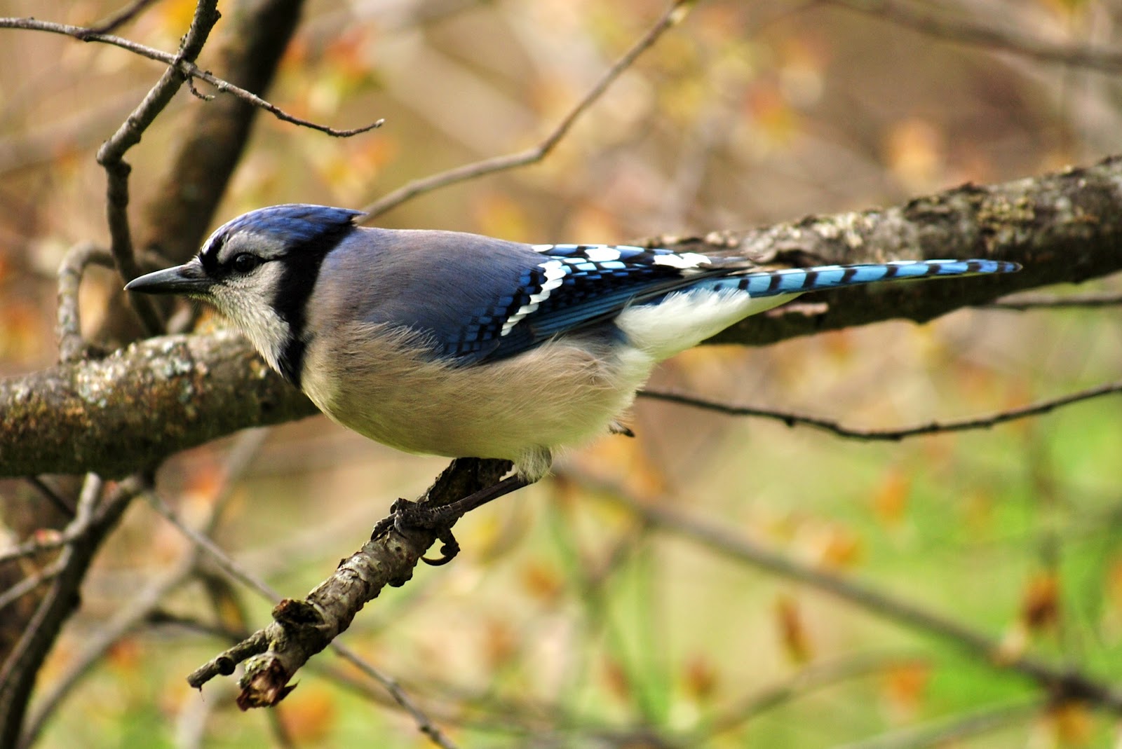 Wild life: Blue jay | wild birds