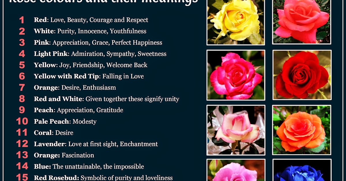 Daveswordsofwisdom.com: Beautiful Rose Colours and Their Meanings.