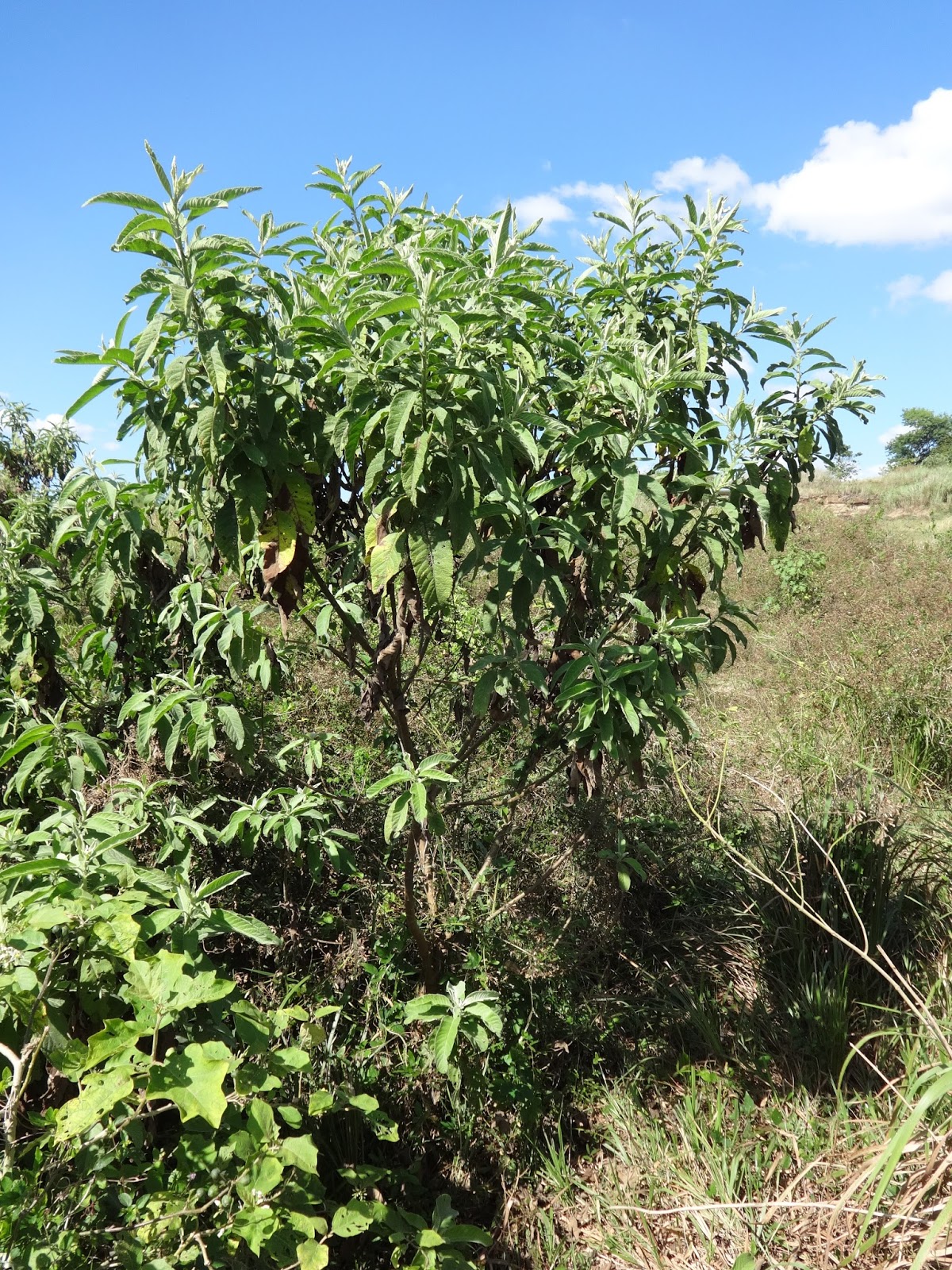 Herbs from Distant Lands: Blumea balsamifera - Ngai Camphor Plant ...
