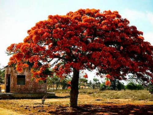 Acacia rubra - Paperblog