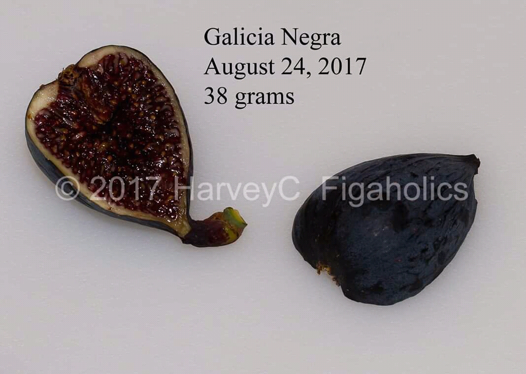Galicia Negra FIg - Var Tin