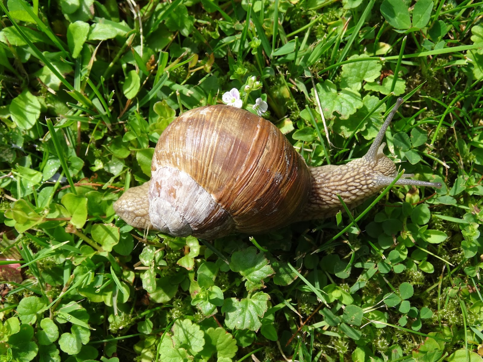 Fotografia przyrody.: Ślimak winniczek (Helix pomatia)