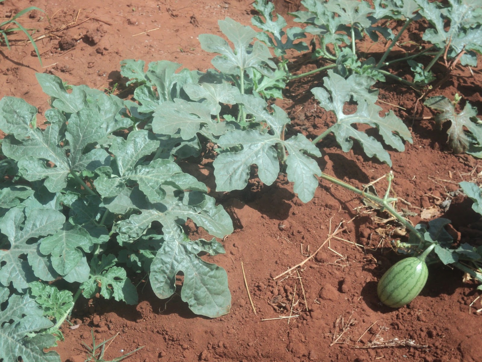Farmvest Kenya : Some insights into Watermelon farming (pictorials)