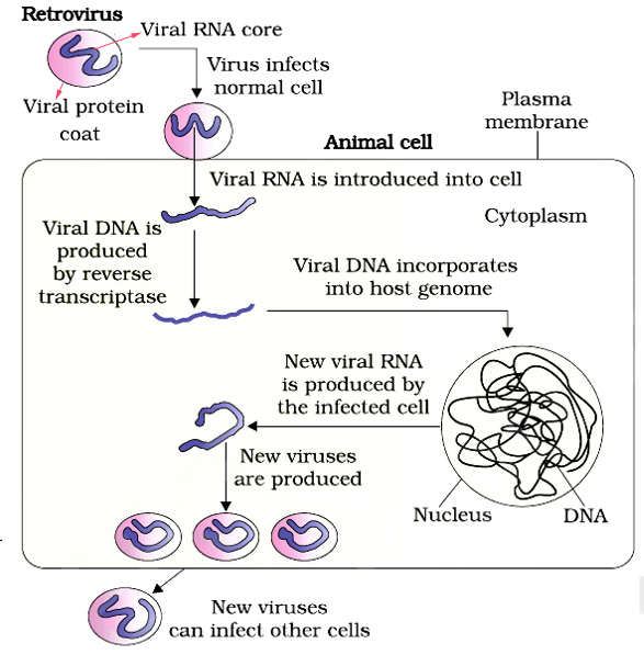 Human Health and Diseases - Notes | Class 12 | Part 3: Allergy ...
