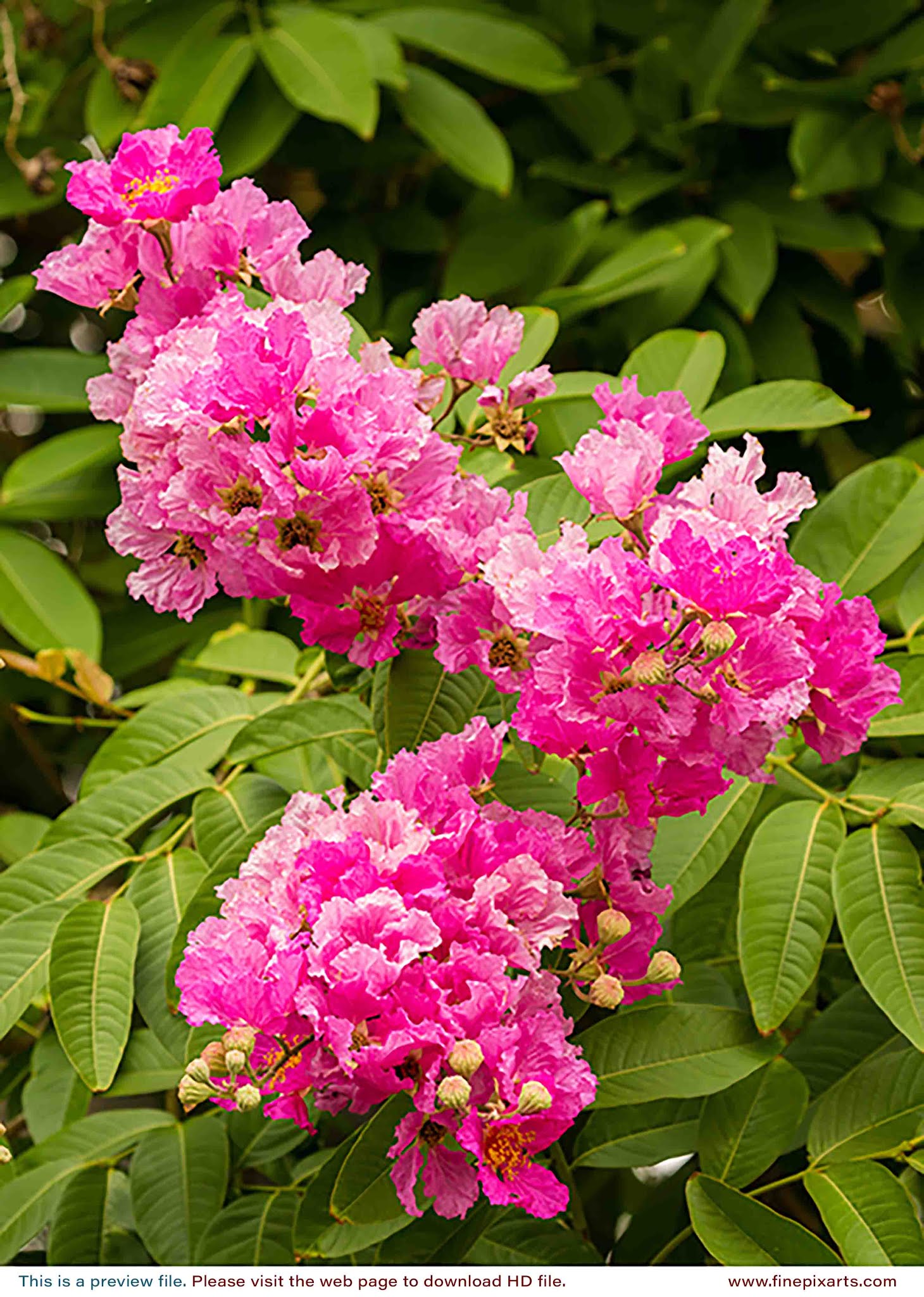 Lagerstroemia reginae Flower 003