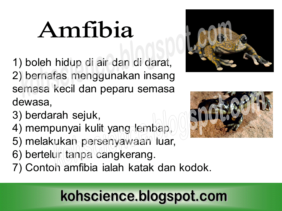 Explore to Koh's Science World ( Blog Sains): AMFIBIA