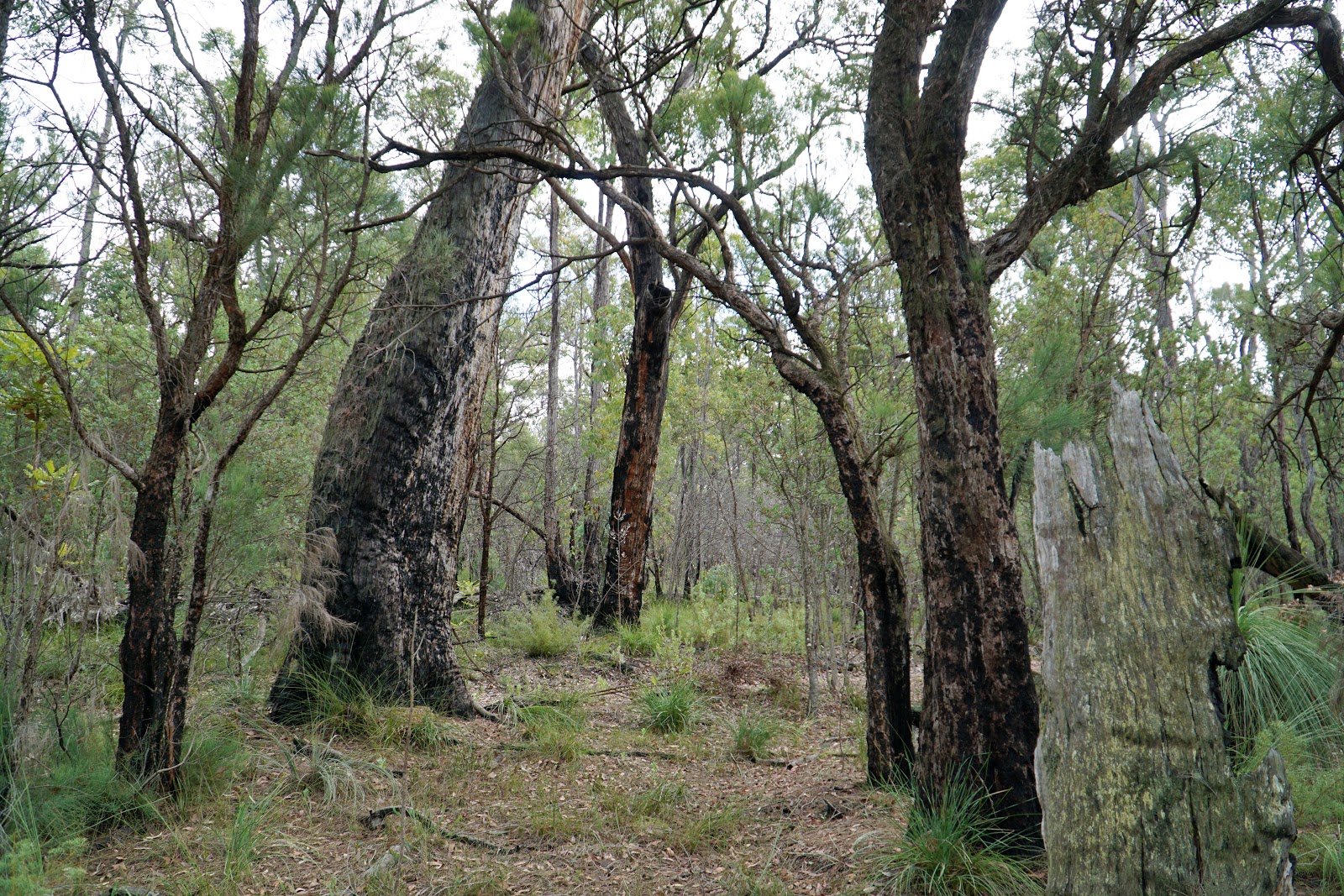Abyssinia Rock Walk GPS Route (Jarrahdale State Forest) ~ The Long Way ...