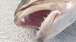 Virginia Tech Ichthyology Class : Shades of Gray Snapper, by Don Orth