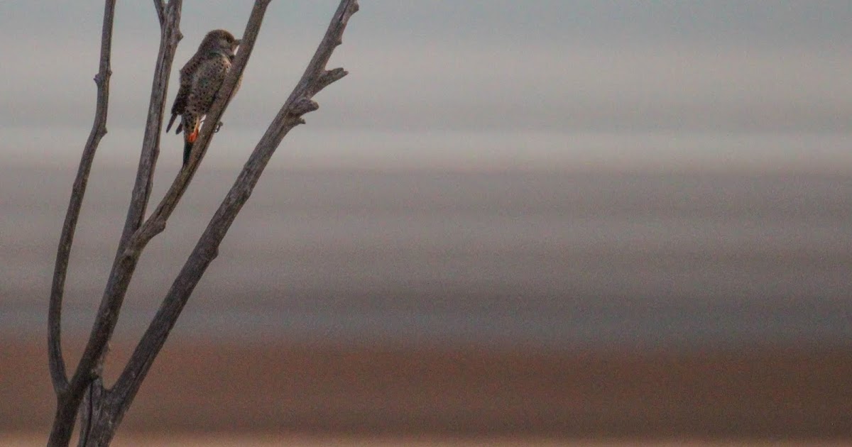 Cannundrums: Western Red-Shafted Flicker