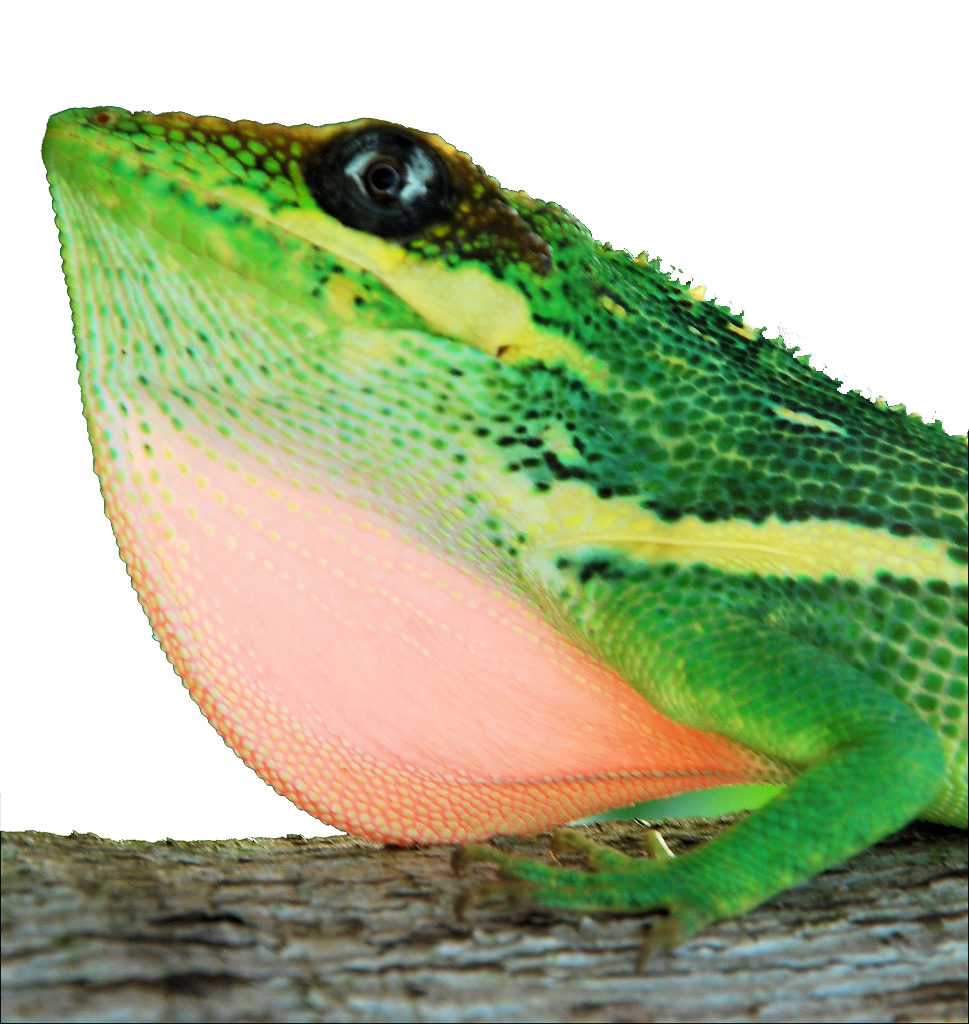 a programmer's blog: El Chipojo