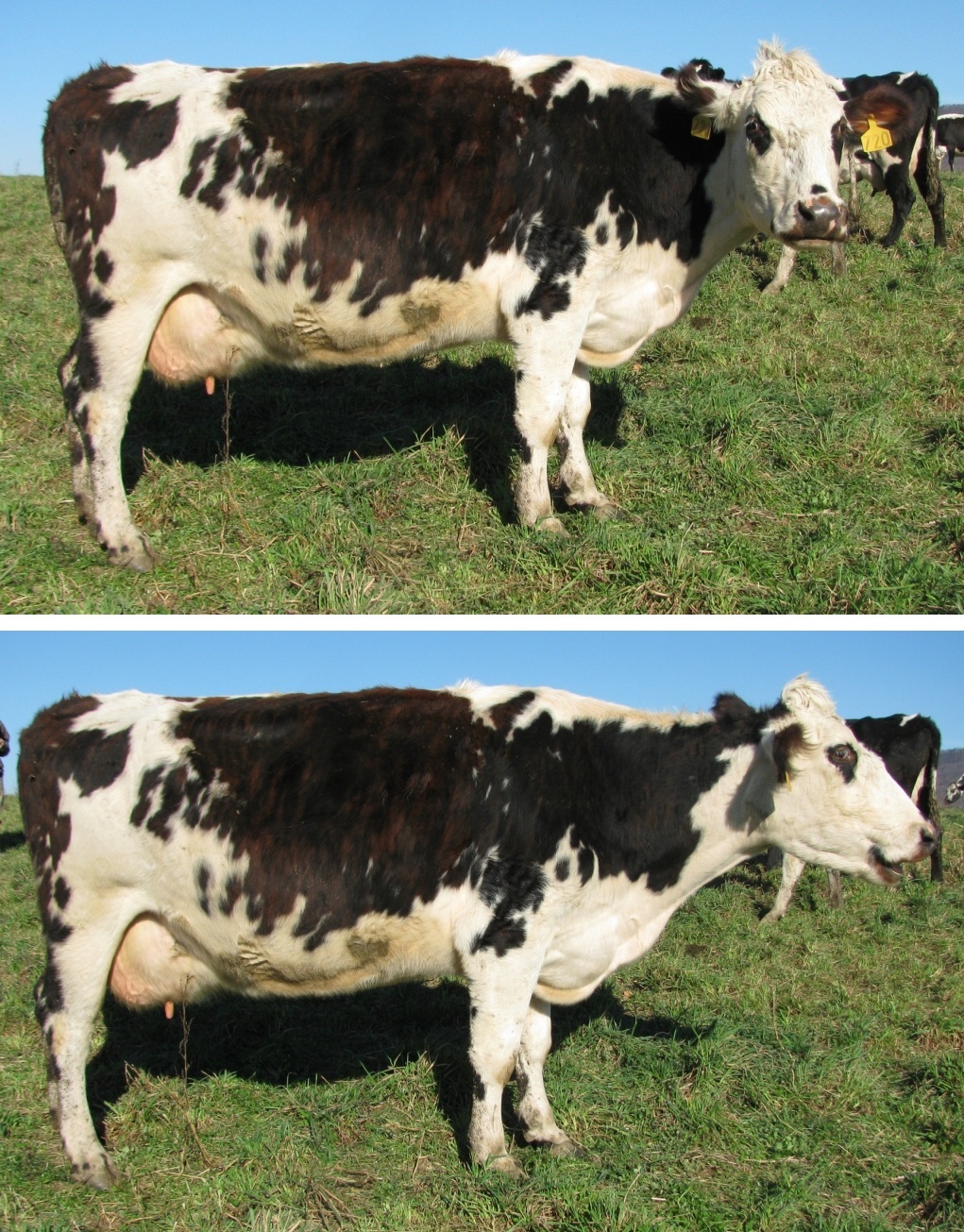 Amazing Grace Dairy: November 2012 Cows for Sale - SOLD (for the most part)