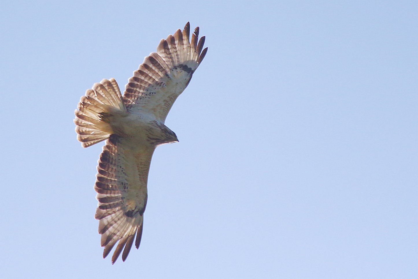 Birds of the Heath: Pale male Buzzard - an old friend comes to visit!