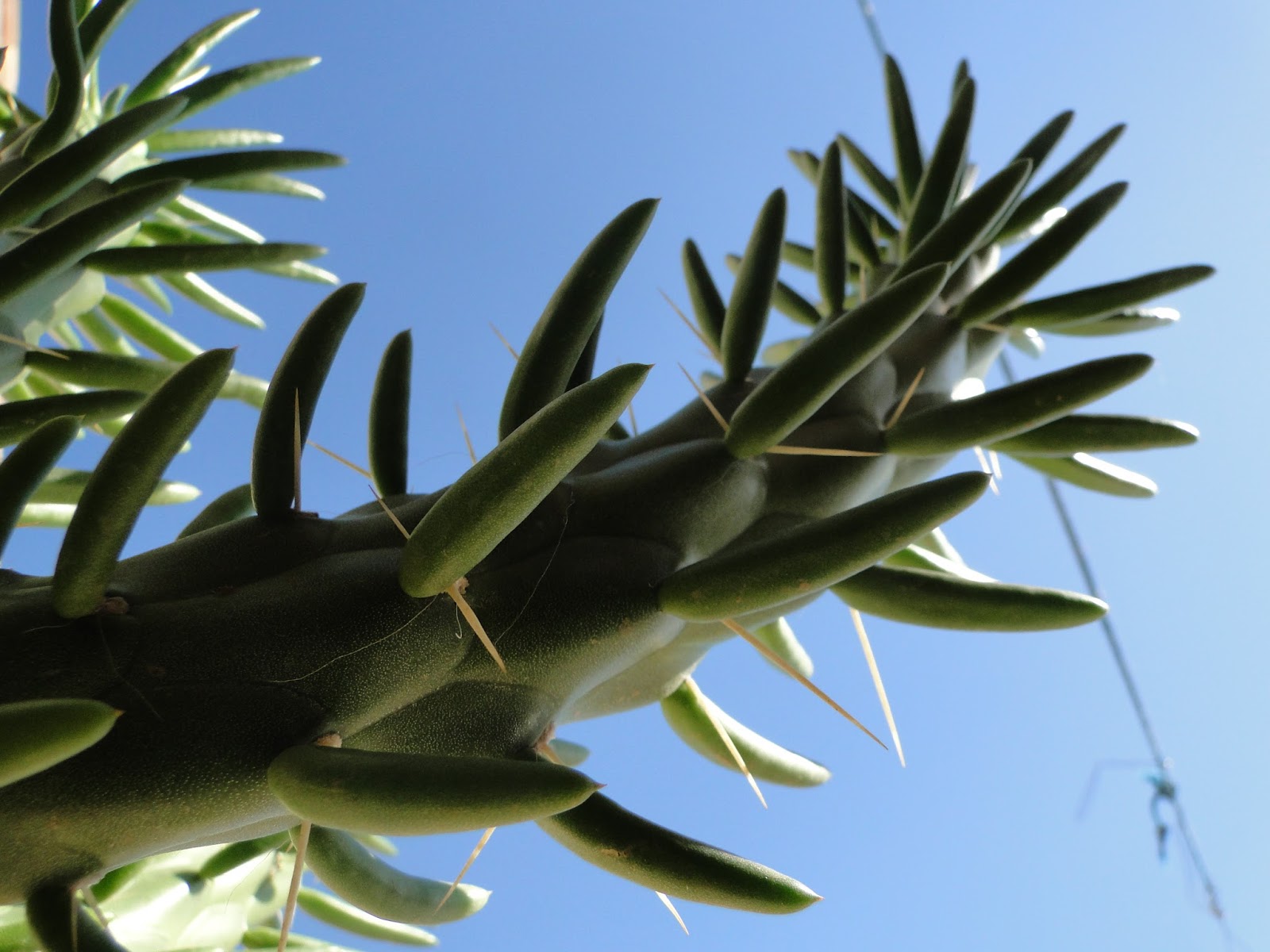 Cactus photos from Morocco | Amazing Photos