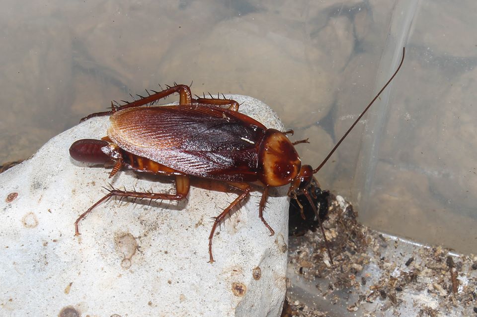 Biodiversity of Cyprus by NGO Protection of the Natural Heritage and ...