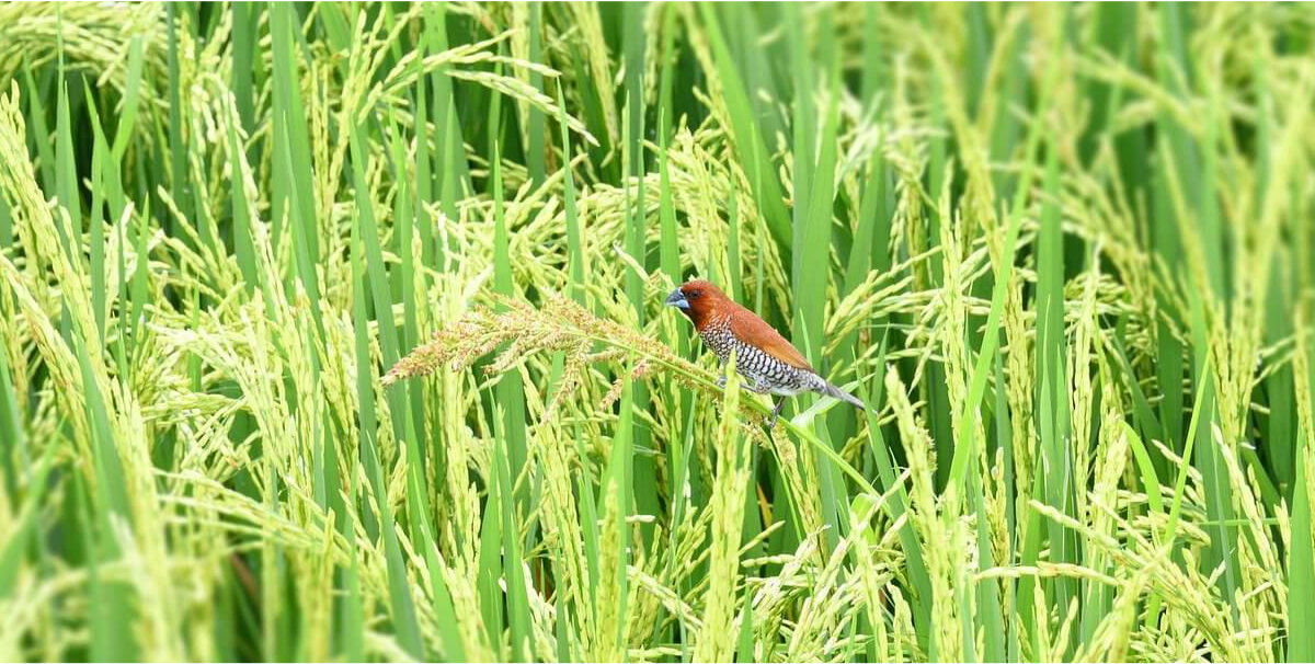 Contoh Simbiosis Parasitisme di Kebun dan Sawah - PR SEKOLAH