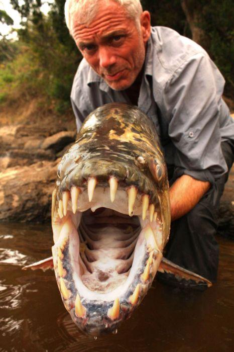 Fisherman Caught A 50kg Giant Piranha In Congo River That Can Even Eat ...