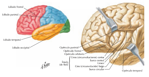 MORFOFISIOLOGÍA I: NEUROANATOMÍA