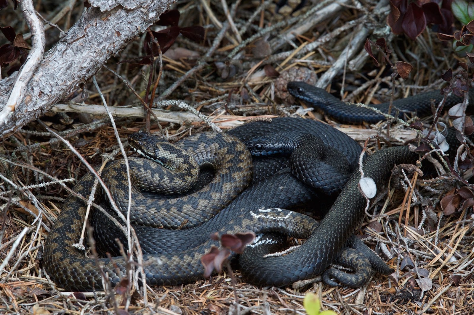 Naturfoto Einar Hugnes: Blant hoggorm og bever i Bymarka