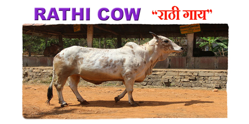 Rathi Cow - Characteristics and Performance of Rathi Breed ( 'राठी' गाय ...