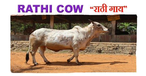 Rathi Cow - Characteristics and Performance of Rathi Breed ( 'राठी' गाय की विशेषता और प्रदर्शन )