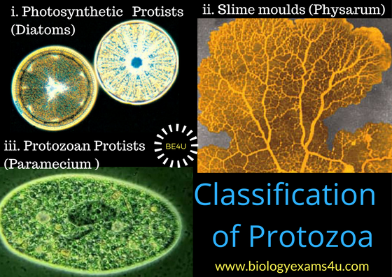 Kingdom Protista (Protozoa): General Characters and Major Groups of ...