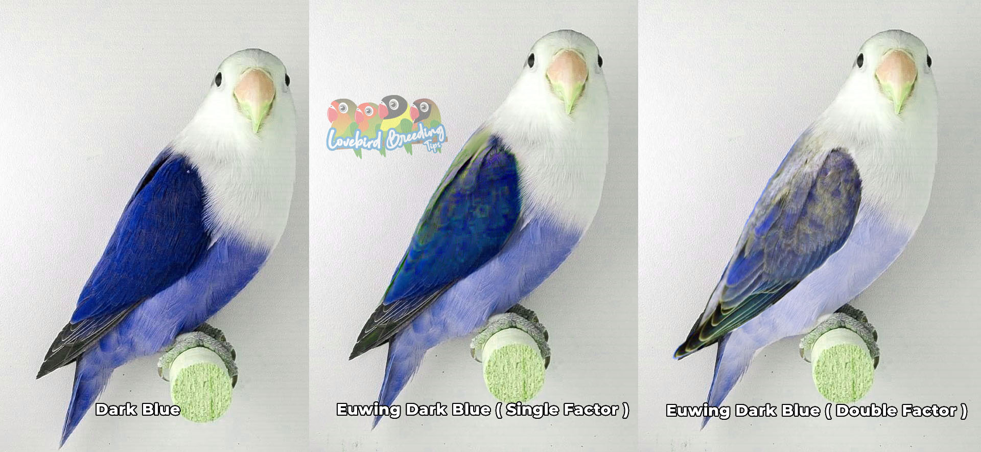 Color base on the Euwing Blue Series African Lovebirds - Lovebird Mutations